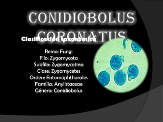 Hongos Entomophthrales | PPTX