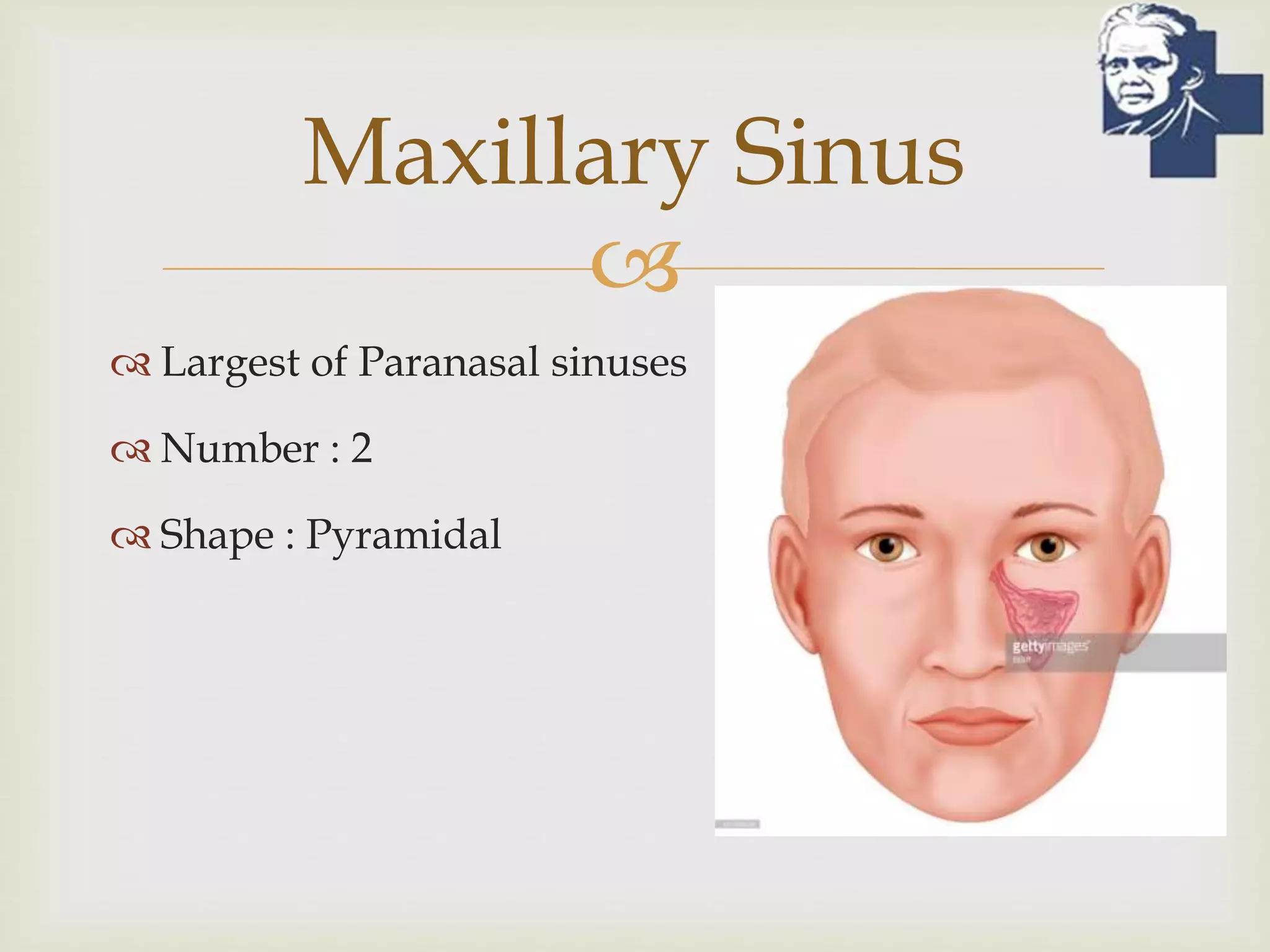 Anatomy of paranasal air sinuses | PPTX