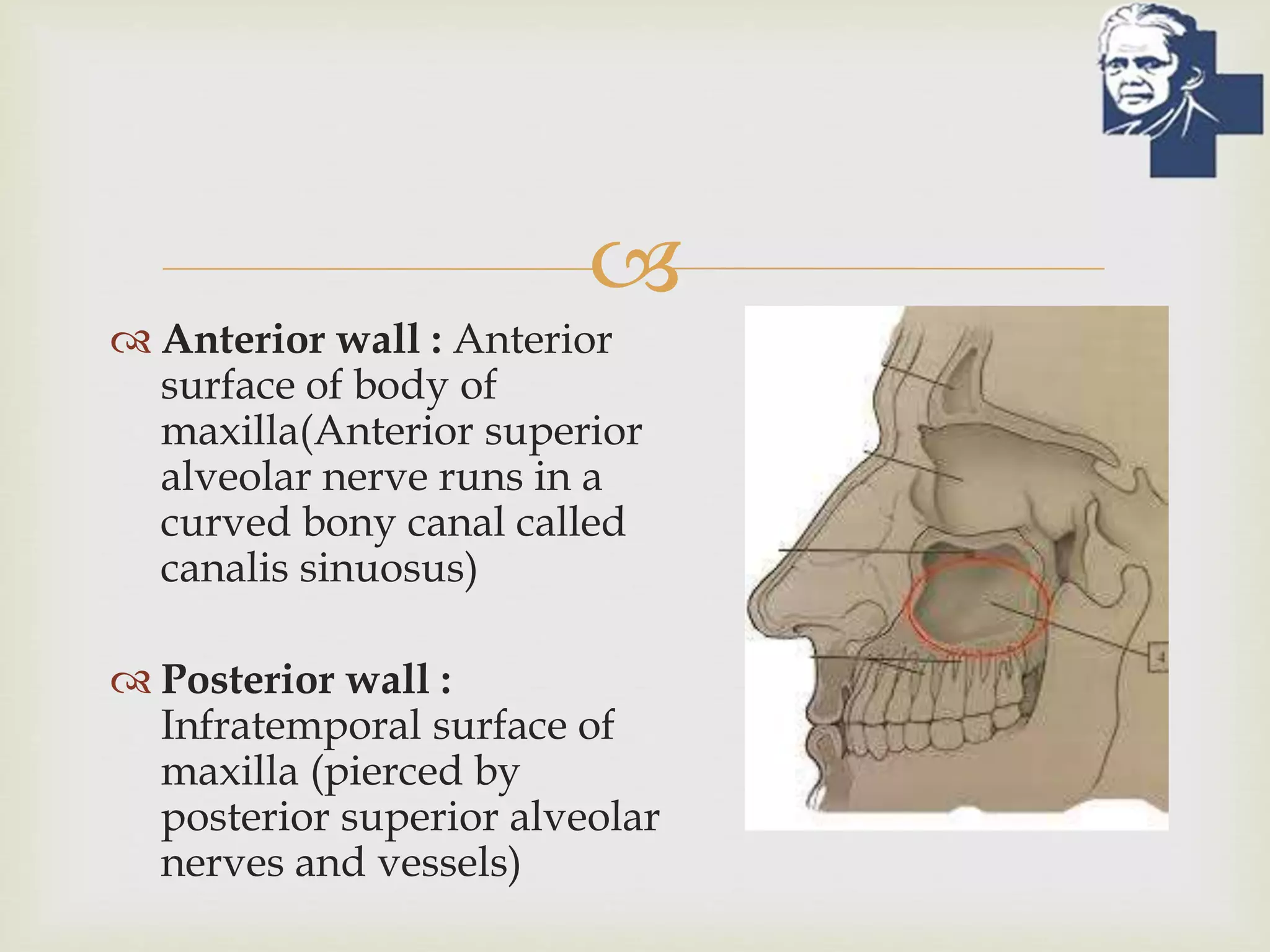 Anatomy of paranasal air sinuses | PPTX