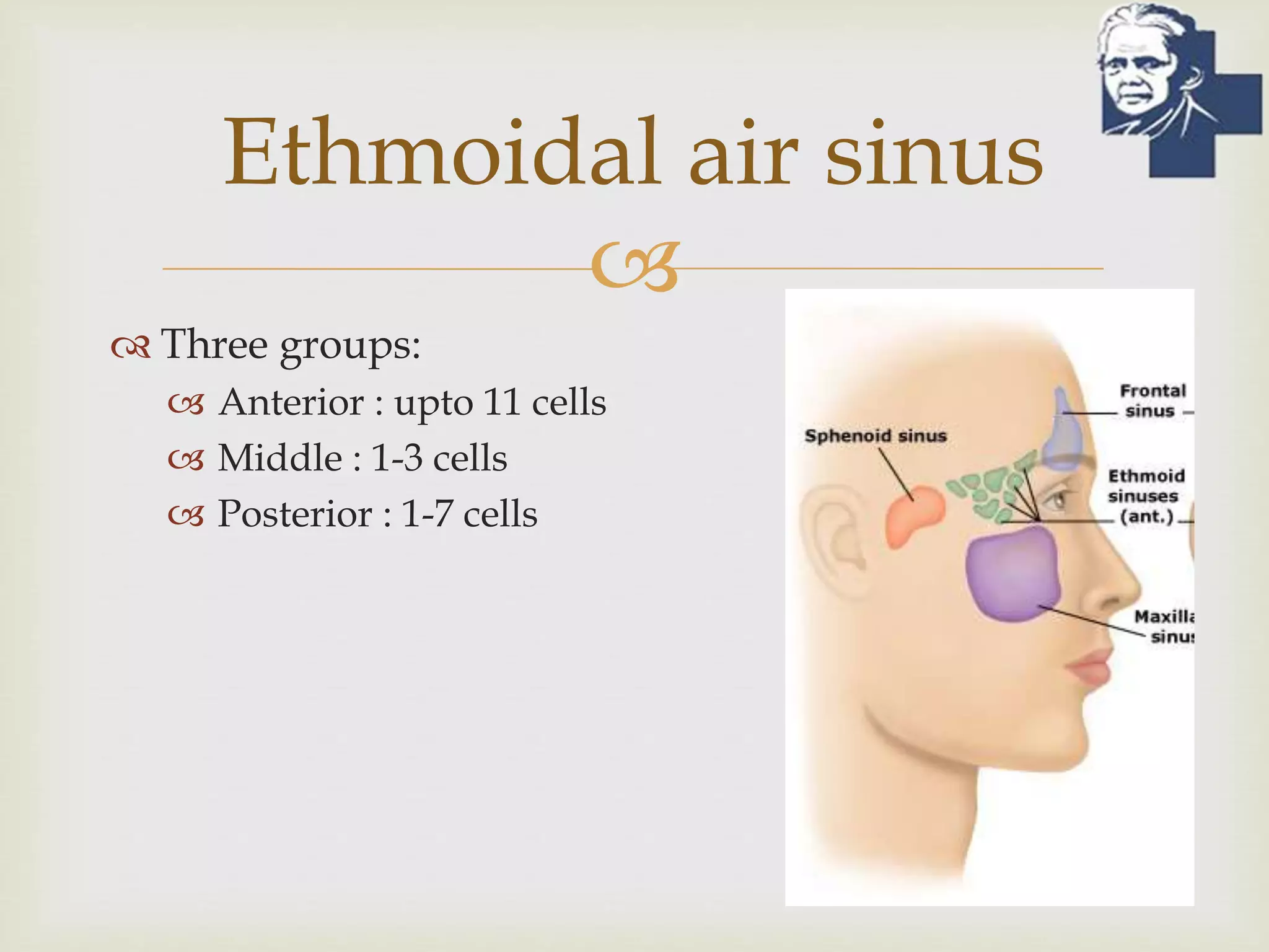 Anatomy of paranasal air sinuses | PPTX