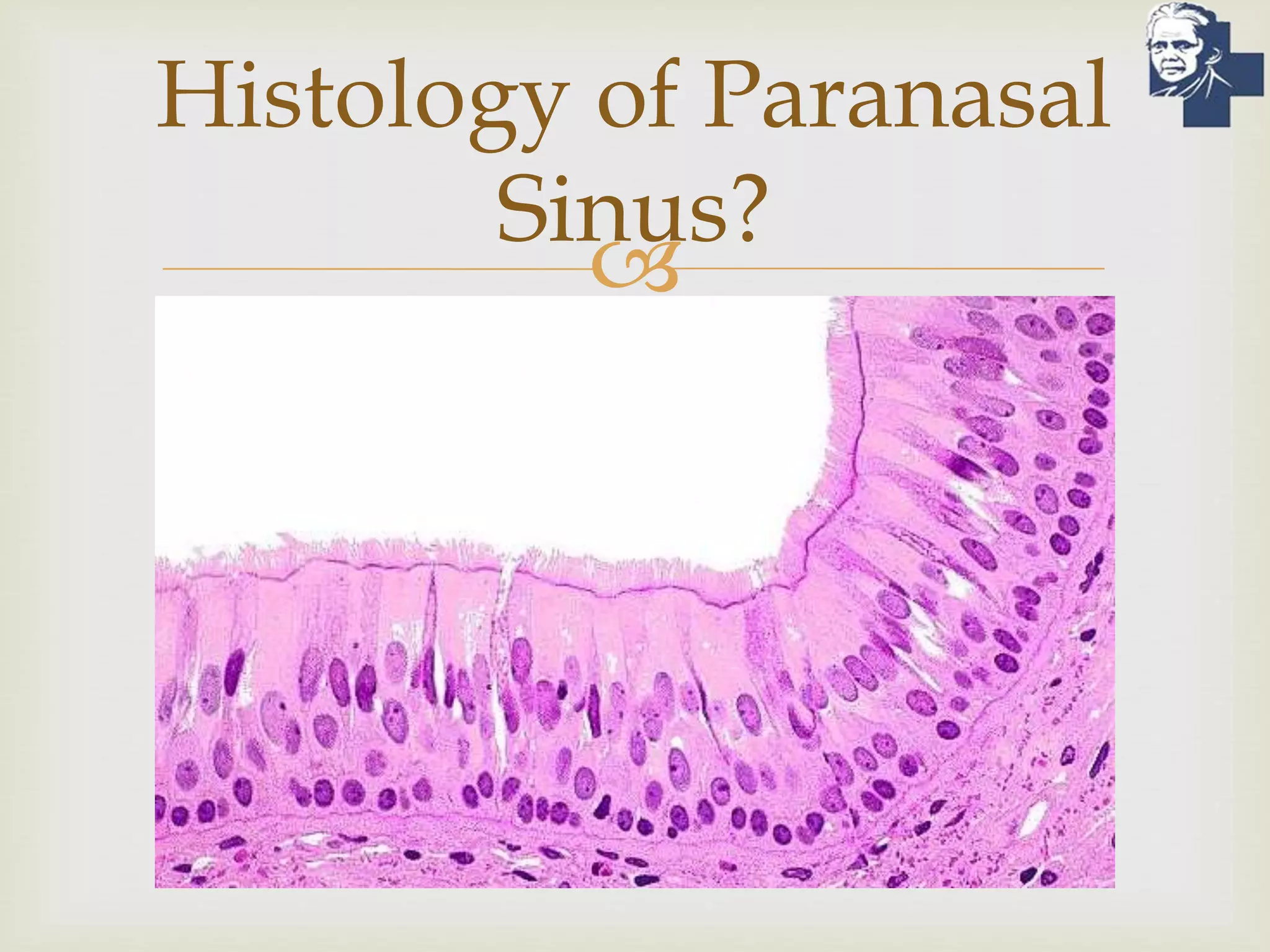 Anatomy of paranasal air sinuses | PPTX