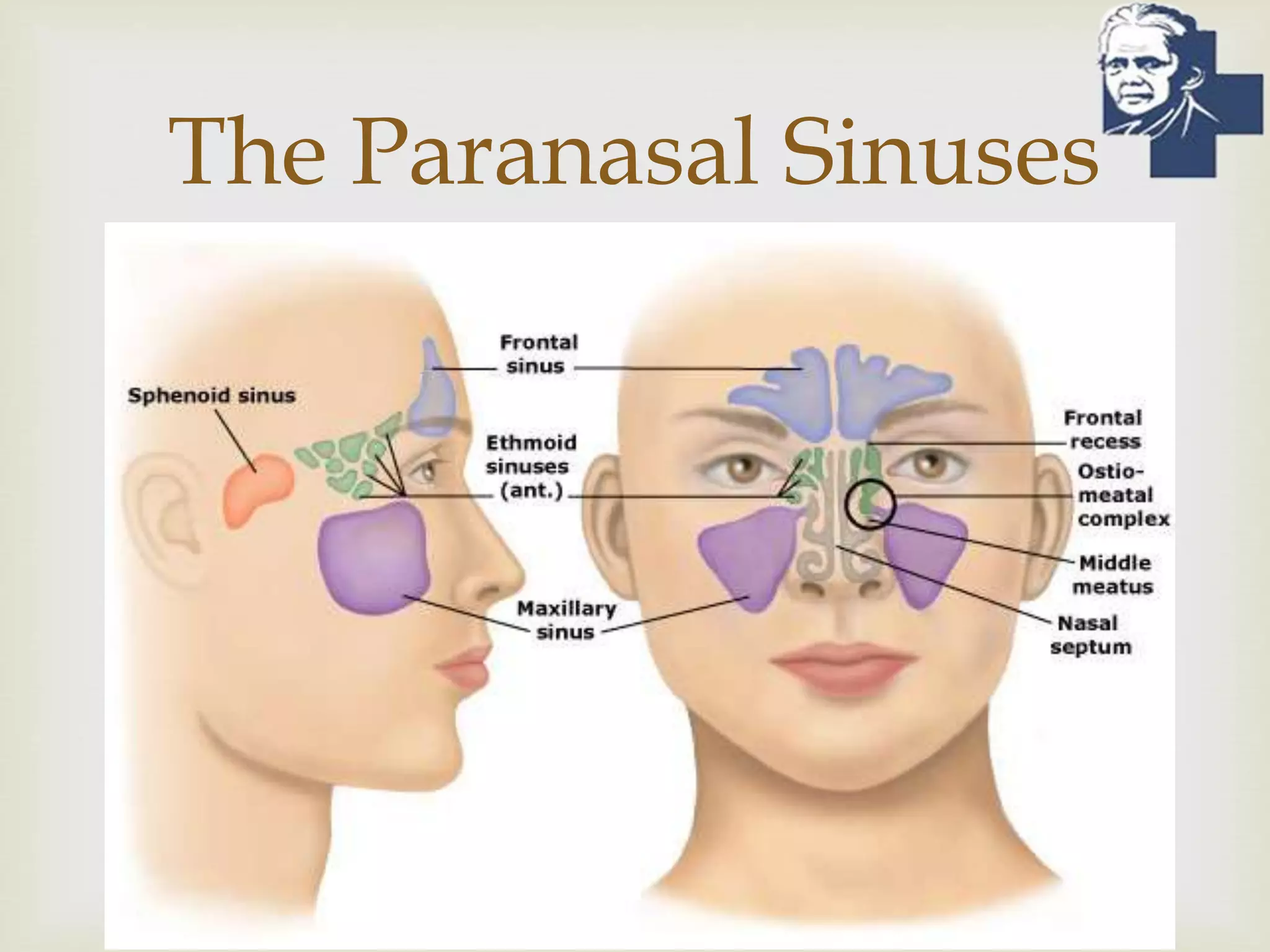 Anatomy of paranasal air sinuses | PPTX