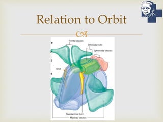 Anatomy of paranasal air sinuses | PPTX