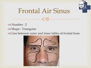 Anatomy of paranasal air sinuses | PPTX