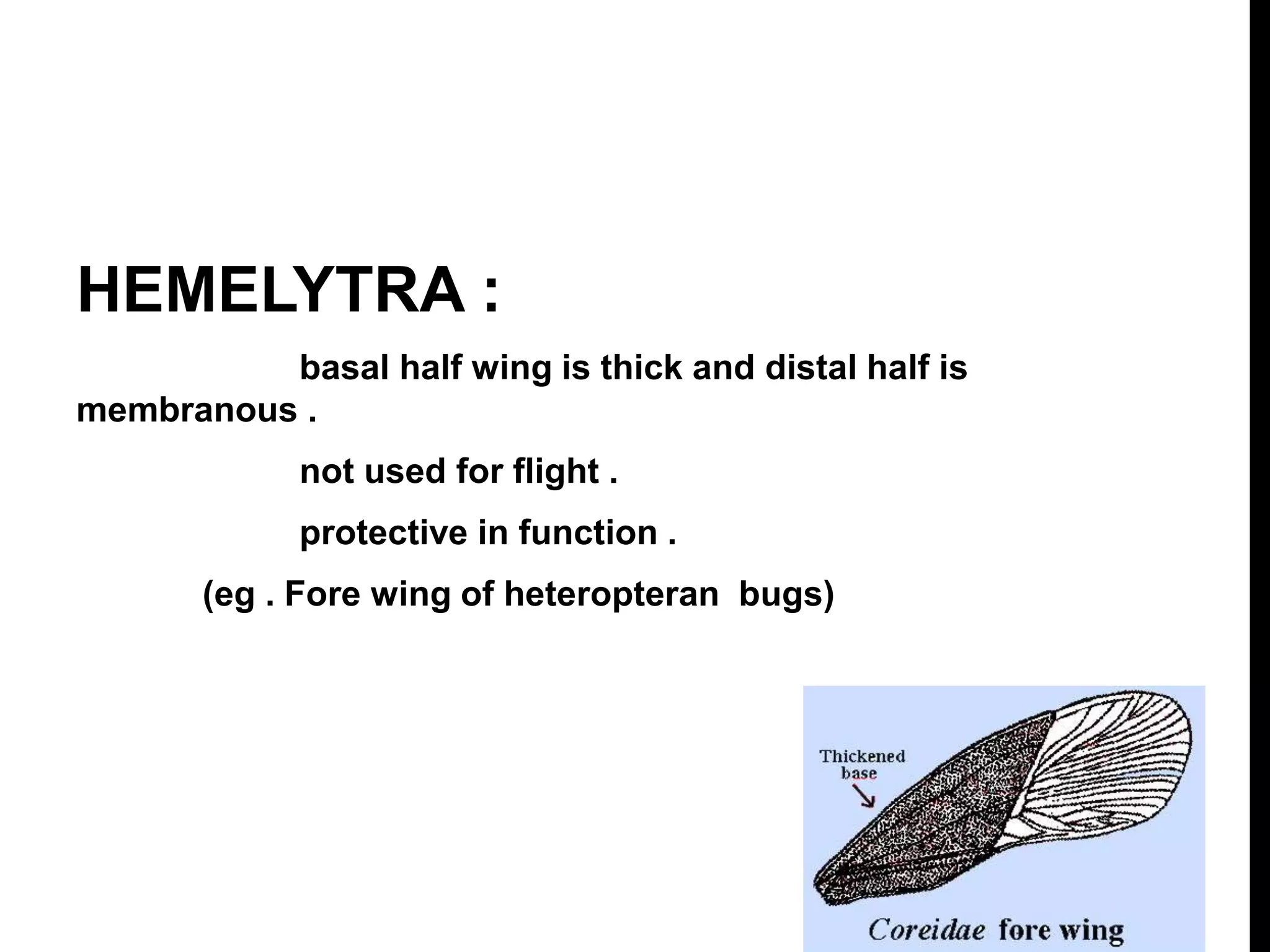 Insect wing copulation.pdf