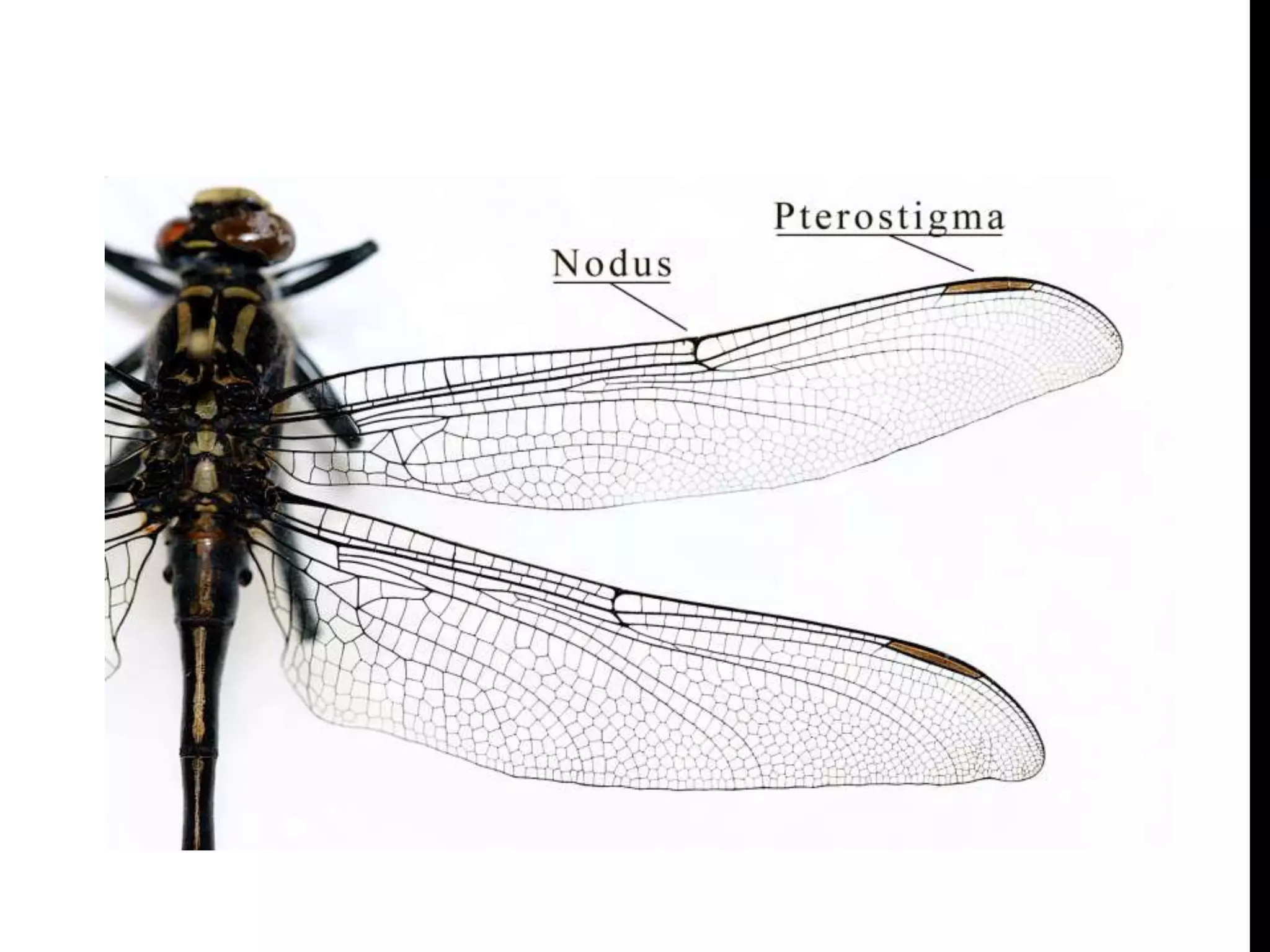 Insect wing copulation.pdf