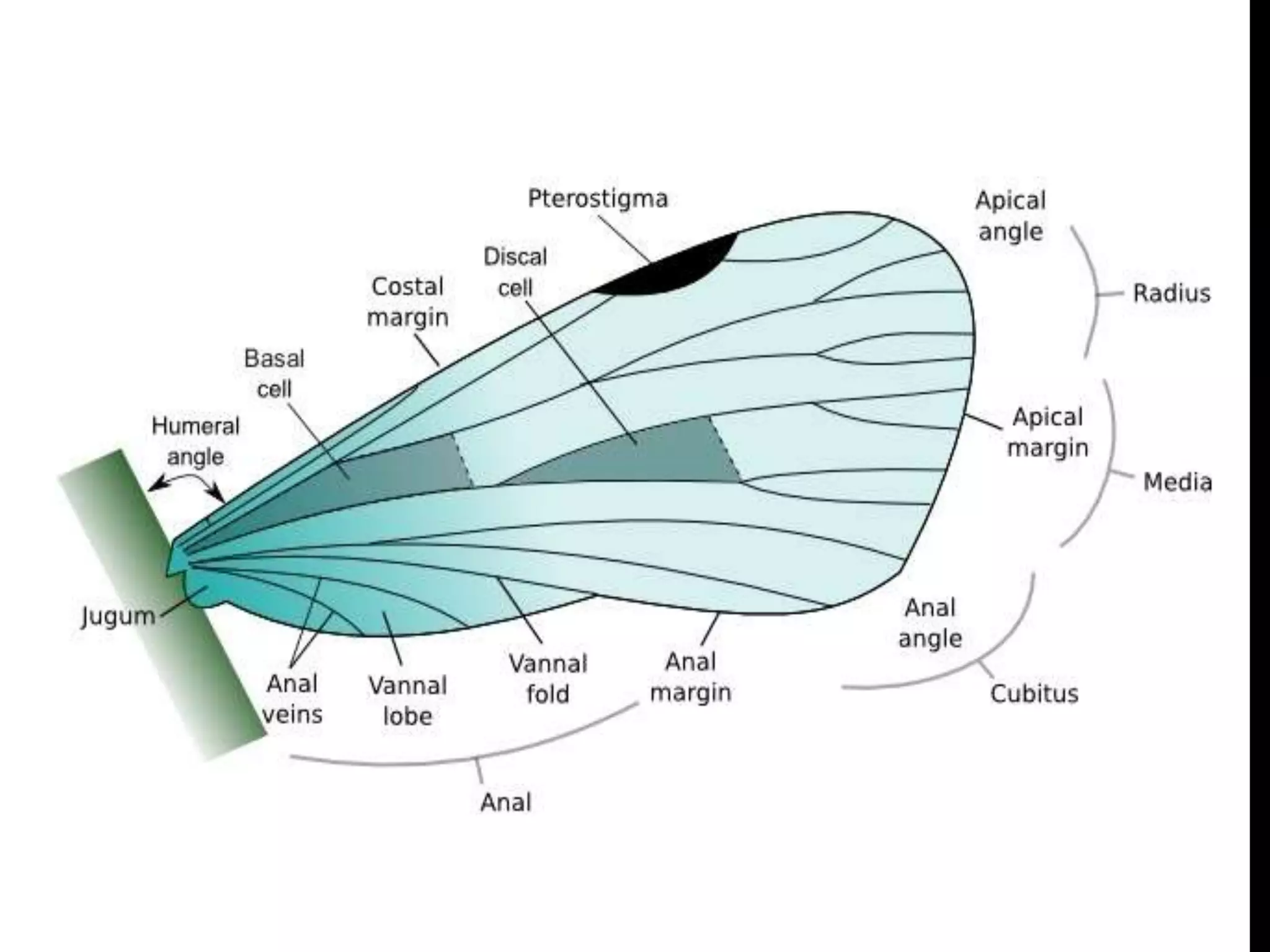 Insect wing copulation.pdf