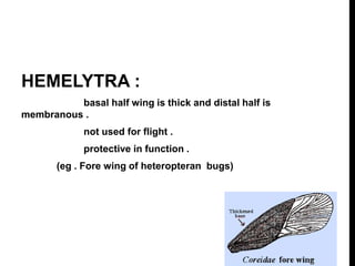 Insect wing copulation.pdf