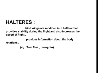 Insect wing copulation.pdf
