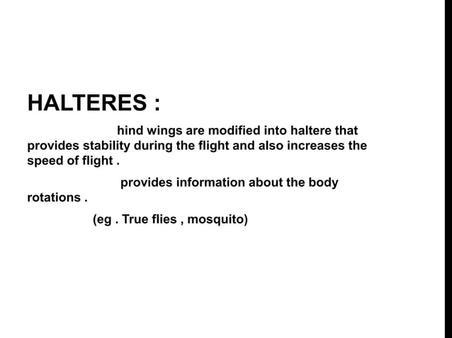 Insect wing copulation.pdf