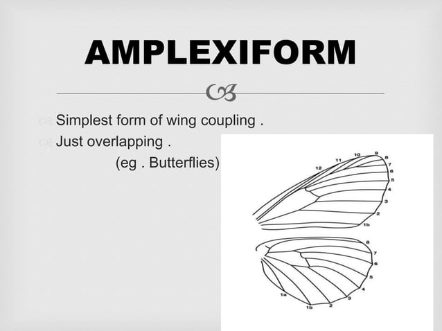 Insect wing copulation.pdf
