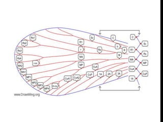 Insect wing copulation.pdf