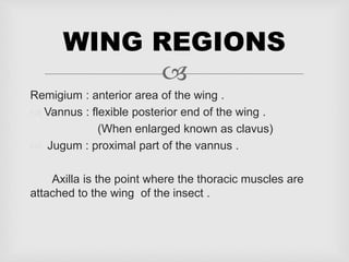 Entomology- insect wing | PPTX