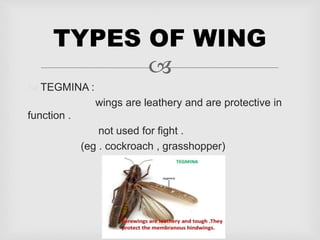 Entomology- insect wing | PPTX