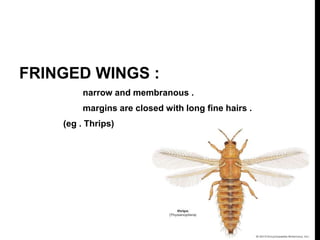 Entomology- insect wing | PPTX