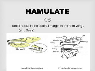 Entomology- insect wing | PPTX
