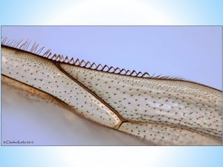 Entomology- insect wing | PPTX