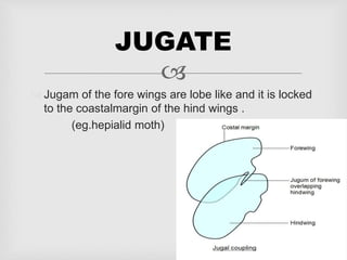 Entomology- insect wing | PPTX