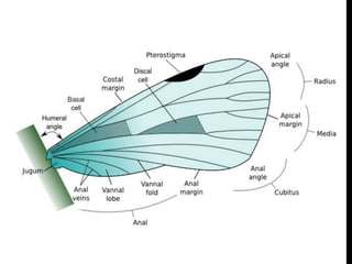 Entomology- insect wing | PPTX
