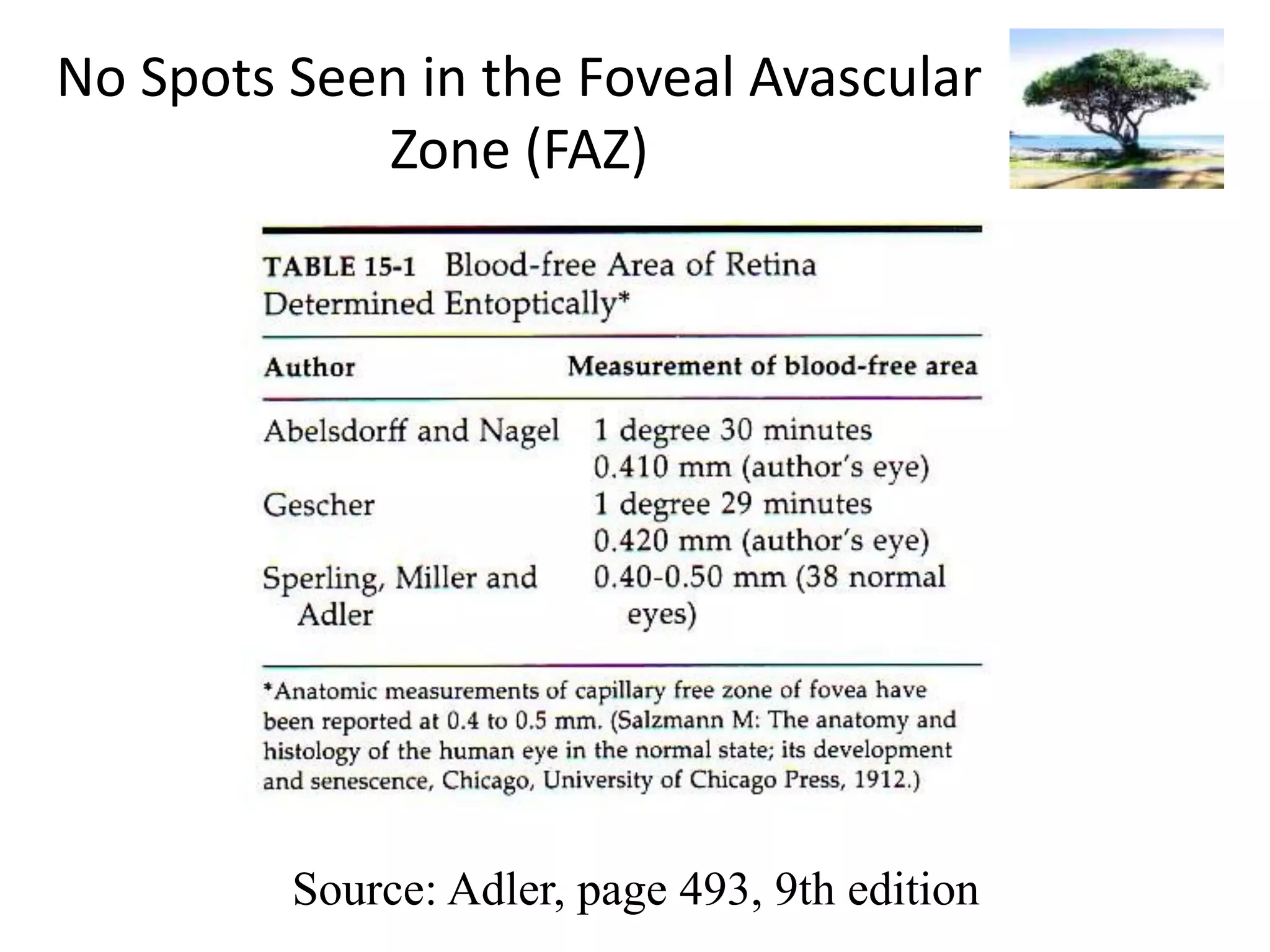 Entoptic phenomena | PDF