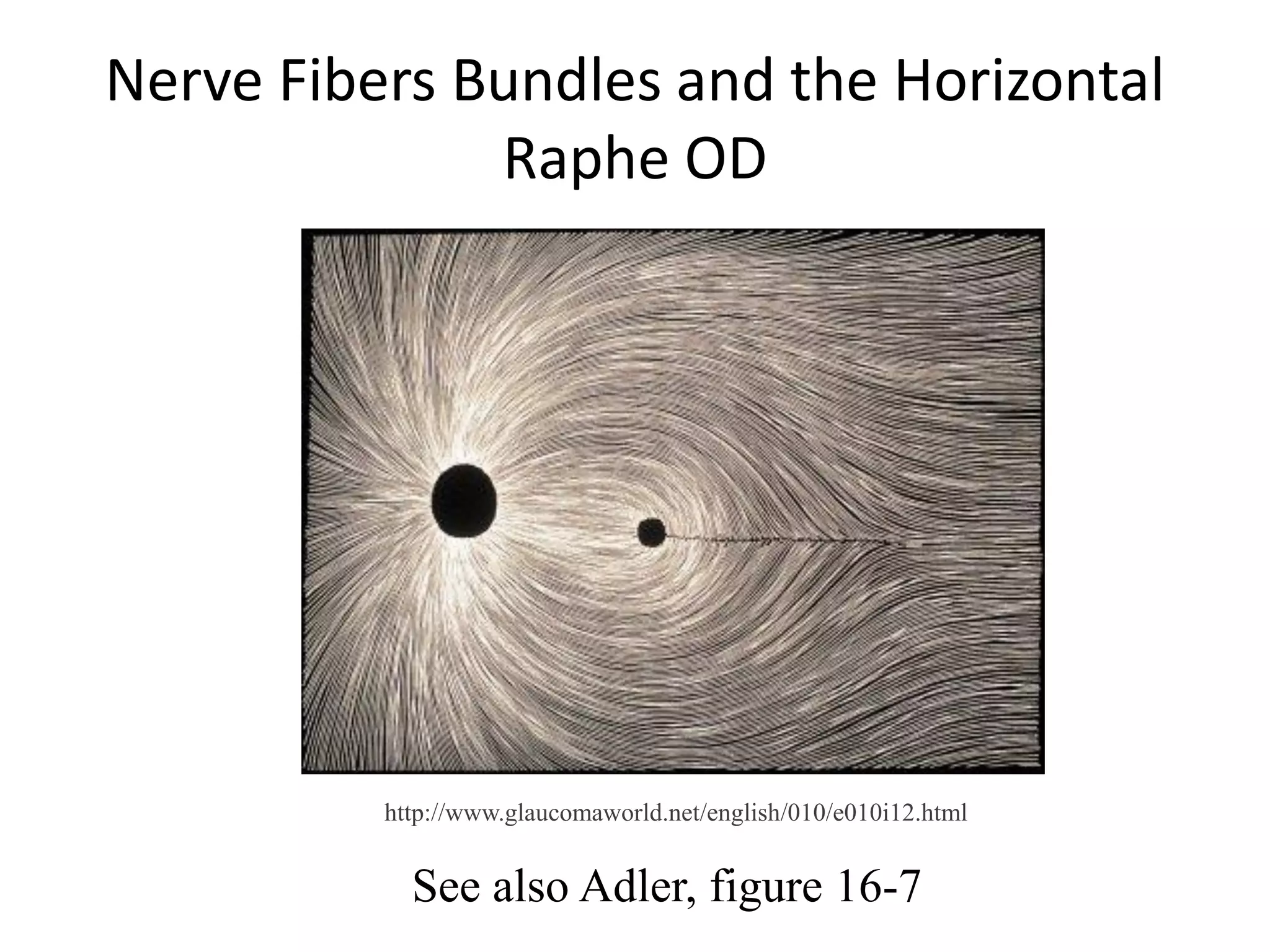 Entoptic phenomena | PDF