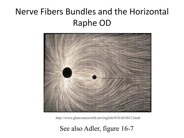 Entoptic phenomena | PDF | Eye and Vision Conditions | Diseases and ...