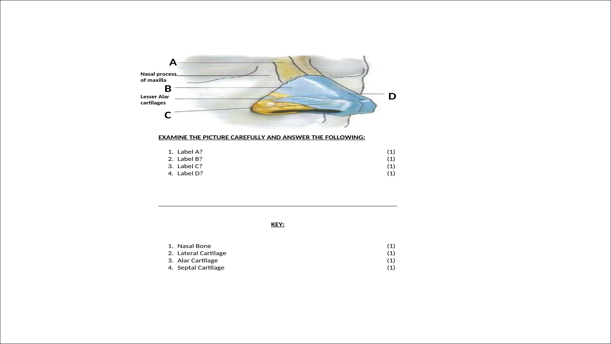 ENT ospe 1 .pdf .....good and easy for medical | PDF