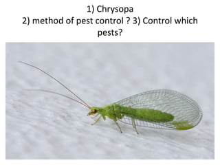 Ento spotting insect ecology and IPM | PPT