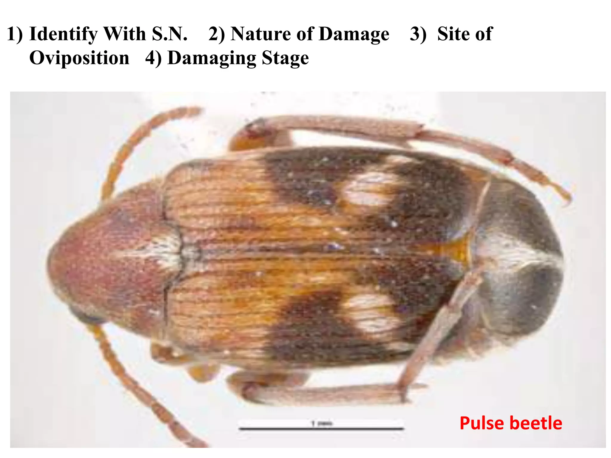 Ento spotting pests of crop and stored grains and their management | PPTX