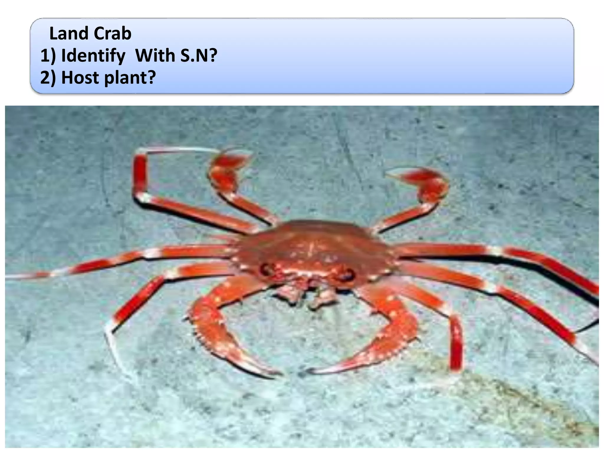 Ento spotting pests of crop and stored grains and their management | PPTX