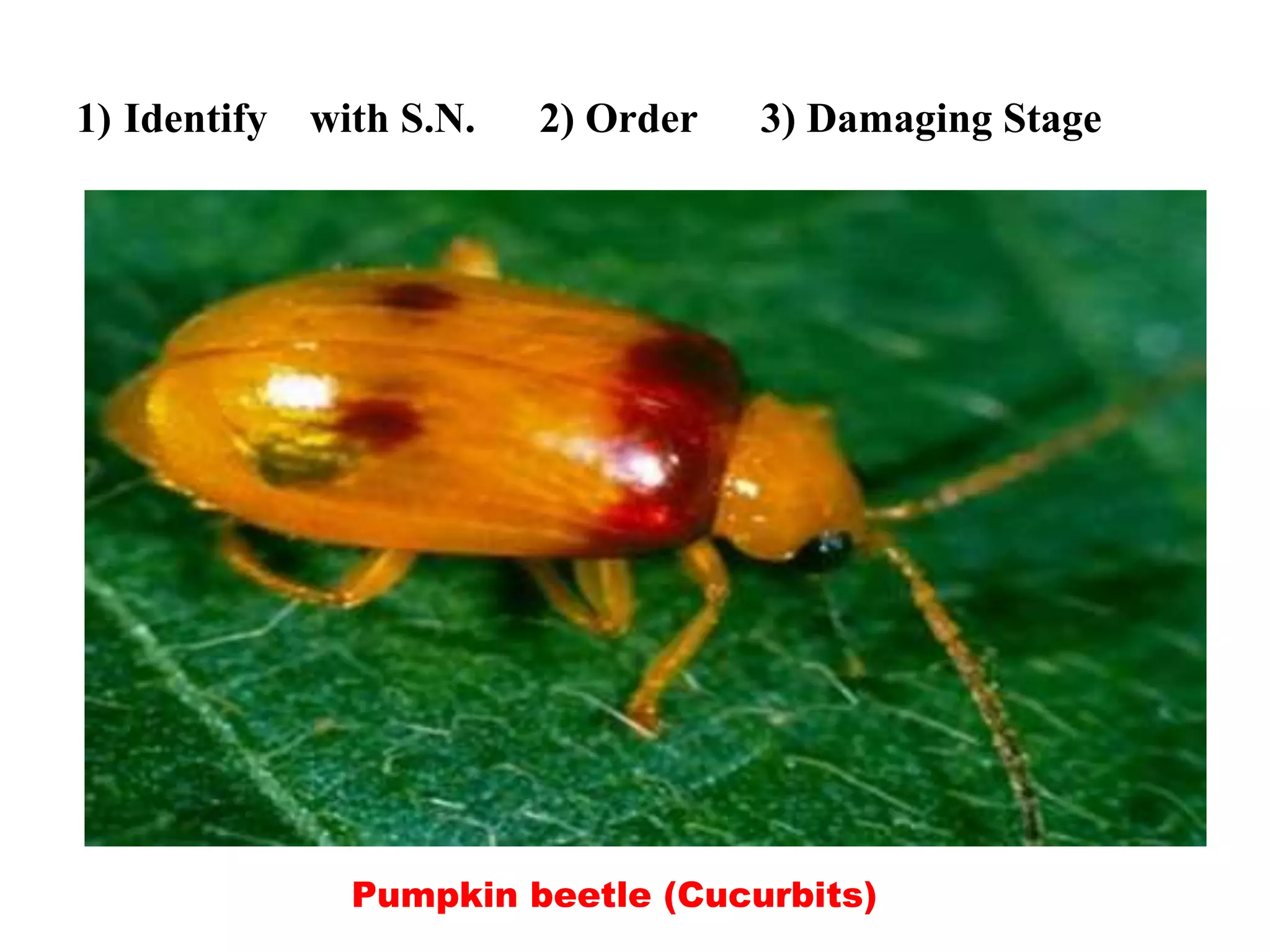 Ento spotting pests of crop and stored grains and their management | PPTX