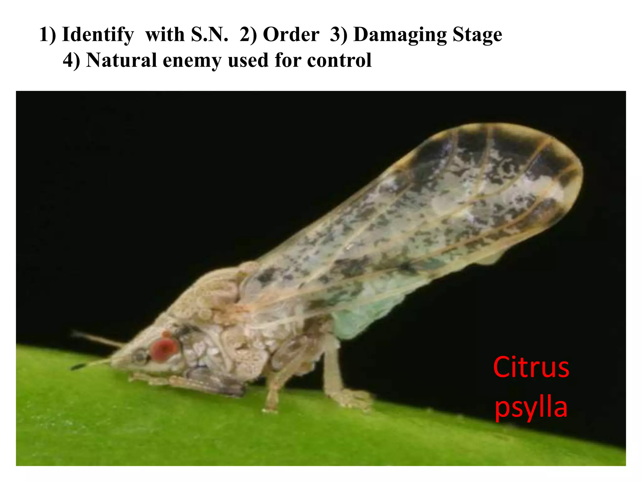 Ento spotting pests of crop and stored grains and their management | PPTX