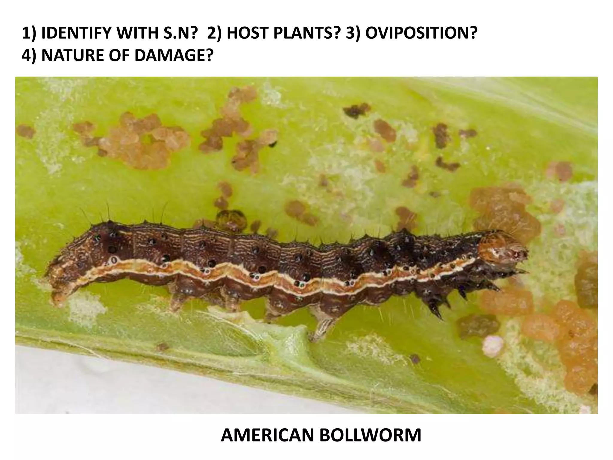 Ento spotting pests of crop and stored grains and their management ...