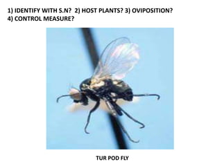 Ento spotting pests of crop and stored grains and their management | PPTX