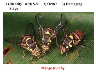 Ento spotting pests of crop and stored grains and their management | PPTX