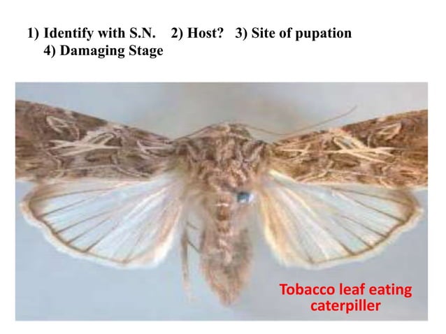 Ento spotting pests of crop and stored grains and their management ...