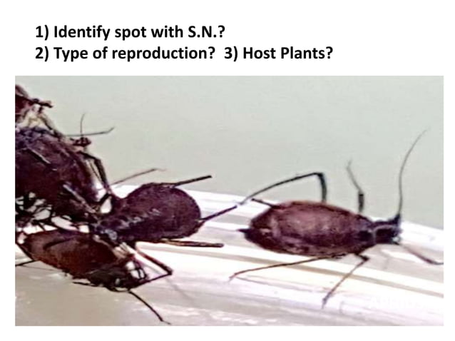 Ento spotting pests of crop and stored grains and their management ...