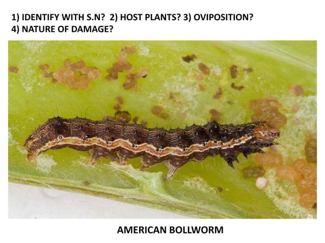 Ento spotting pests of crop and stored grains and their management ...