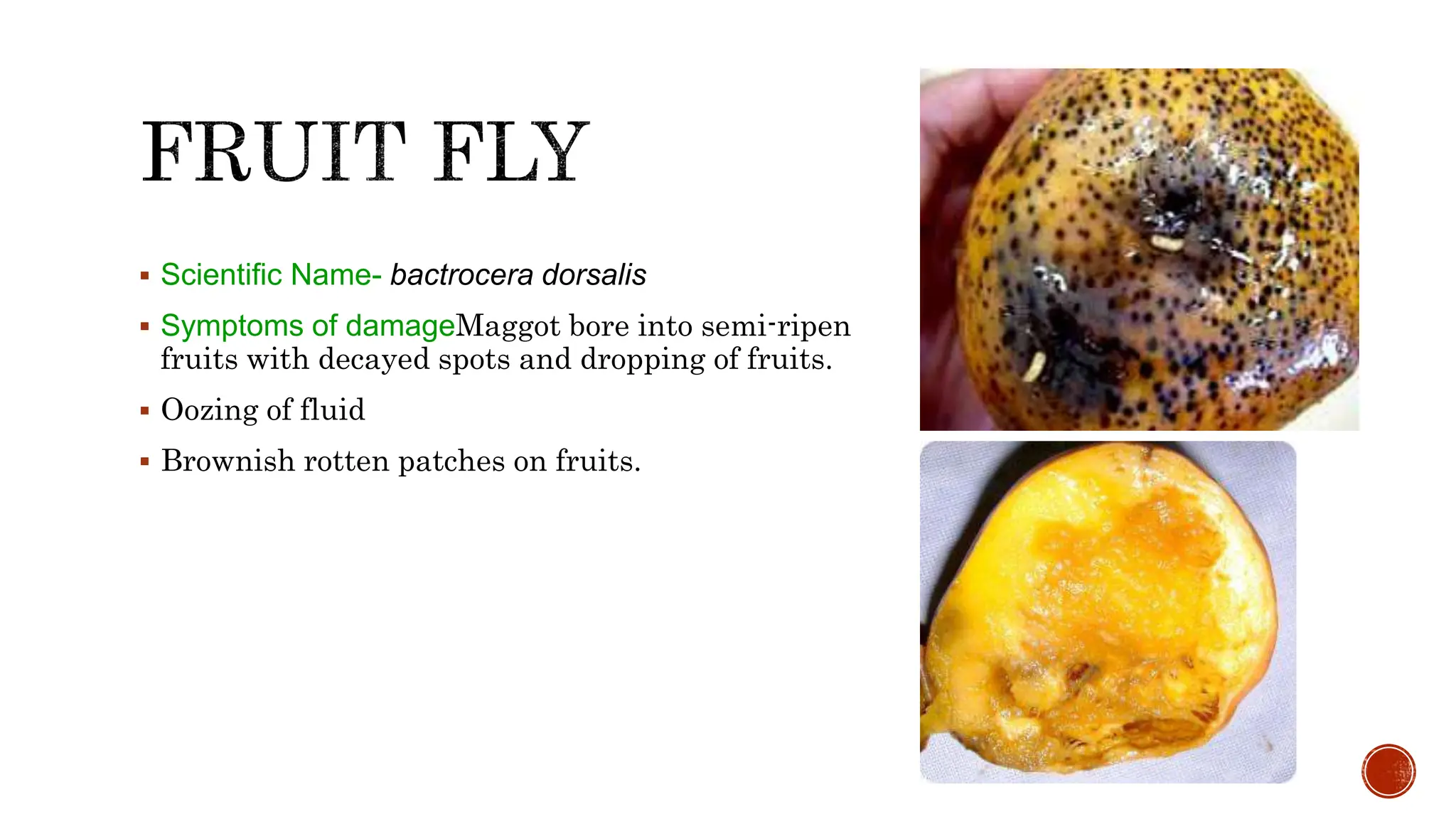 storage insects.pptx