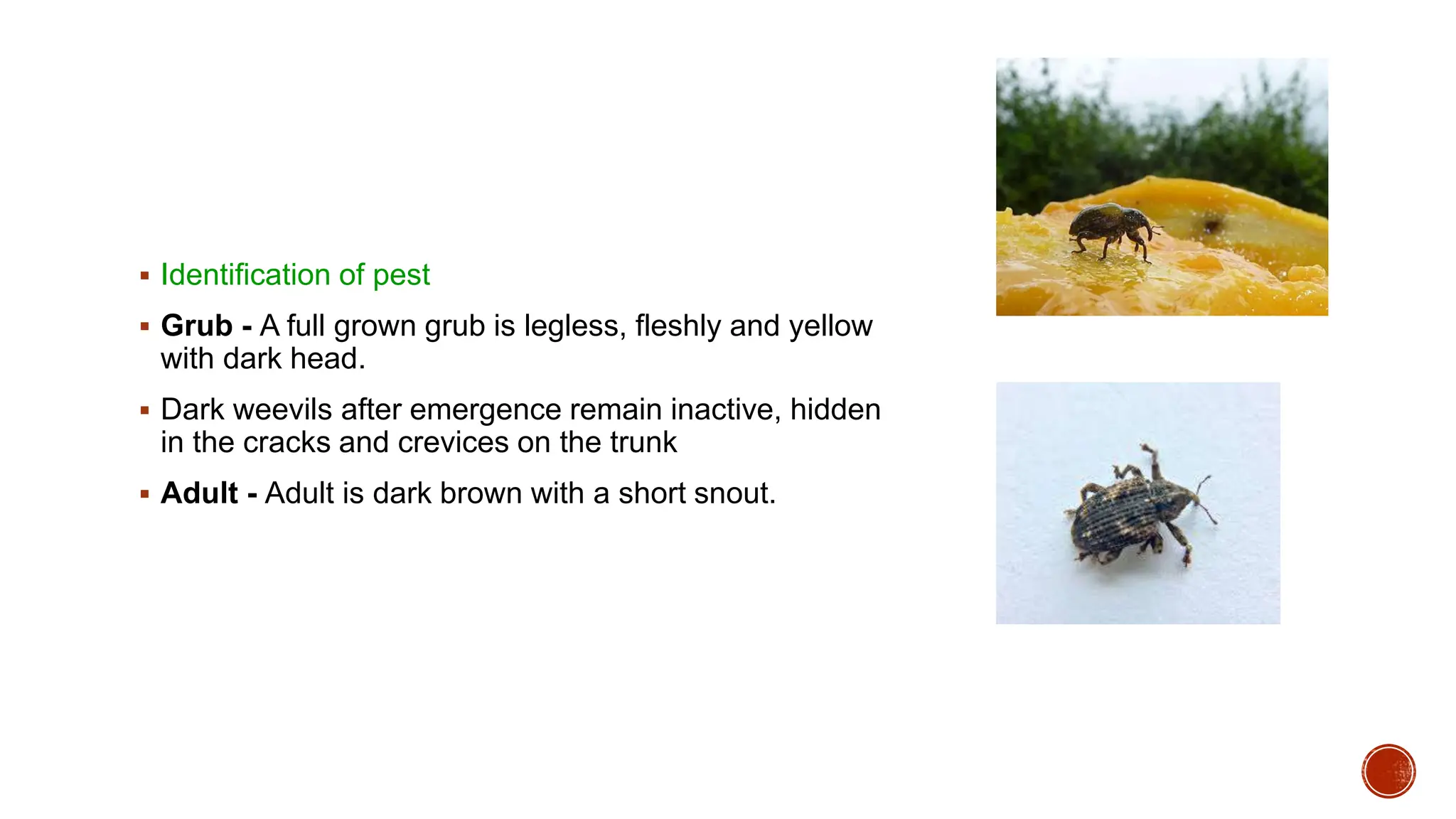 storage insects.pptx