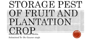 storage insects.pptx