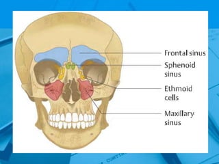 anatomy and physiology paranasal sinuses | PPTX