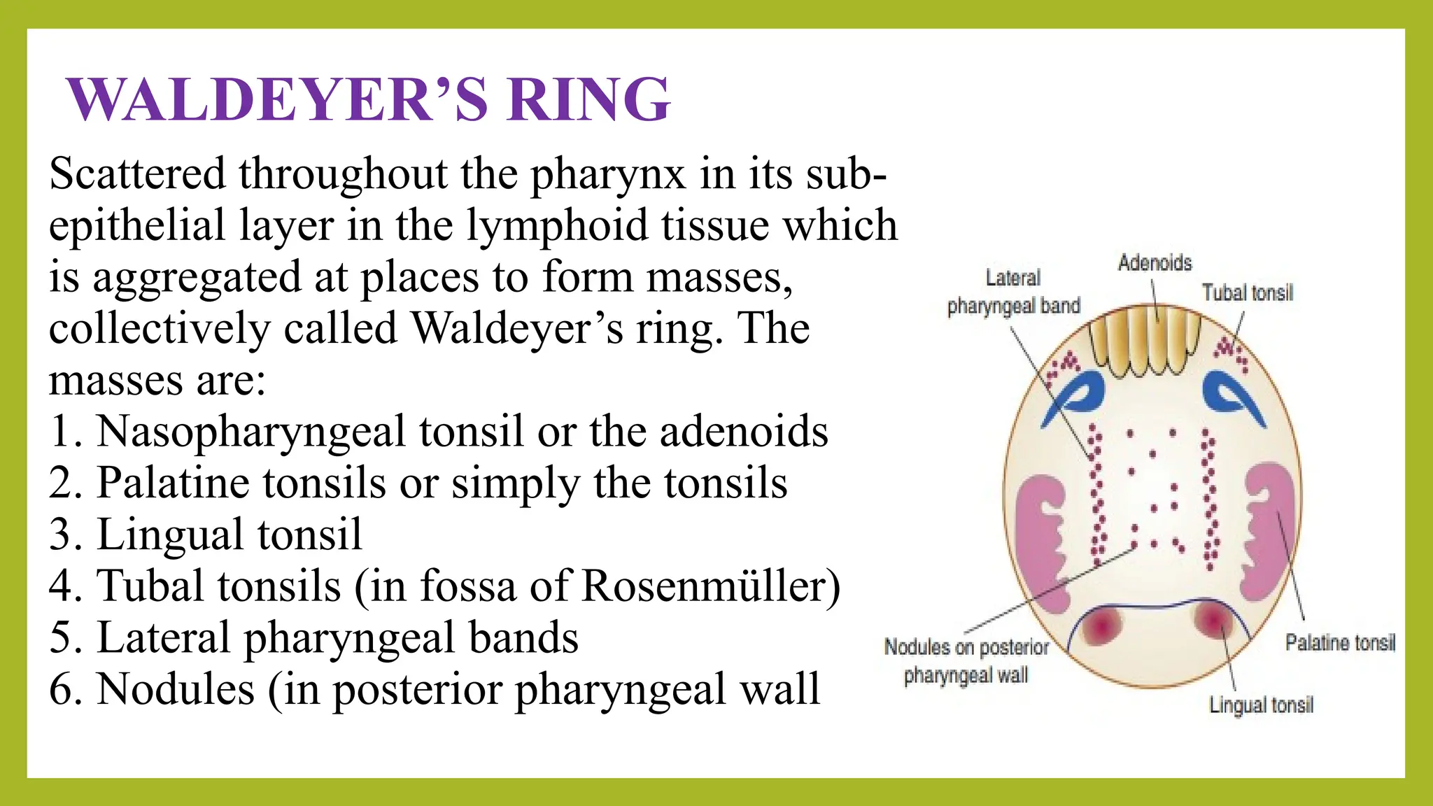 anatomy and physiology of pharynx ( oro and naso and pharyngeal) | PPTX