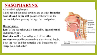 anatomy and physiology of pharynx ( oro and naso and pharyngeal) | PPTX