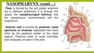 anatomy and physiology of pharynx ( oro and naso and pharyngeal) | PPTX