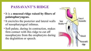 anatomy and physiology of pharynx ( oro and naso and pharyngeal) | PPTX