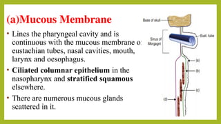 anatomy and physiology of pharynx ( oro and naso and pharyngeal) | PPTX