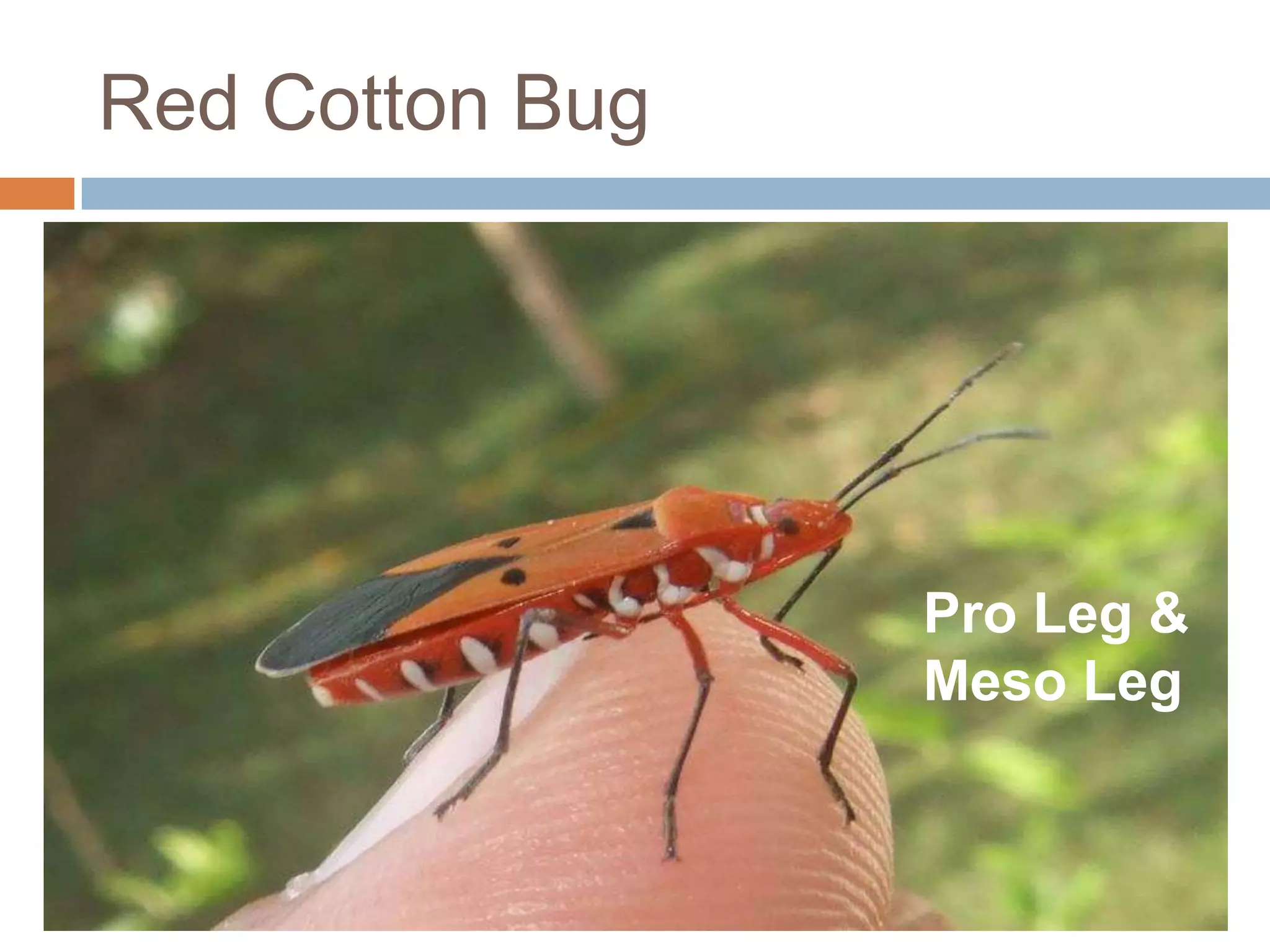 Ambulatory & Cursorial legs modification of Insects by M.Salman | PPTX