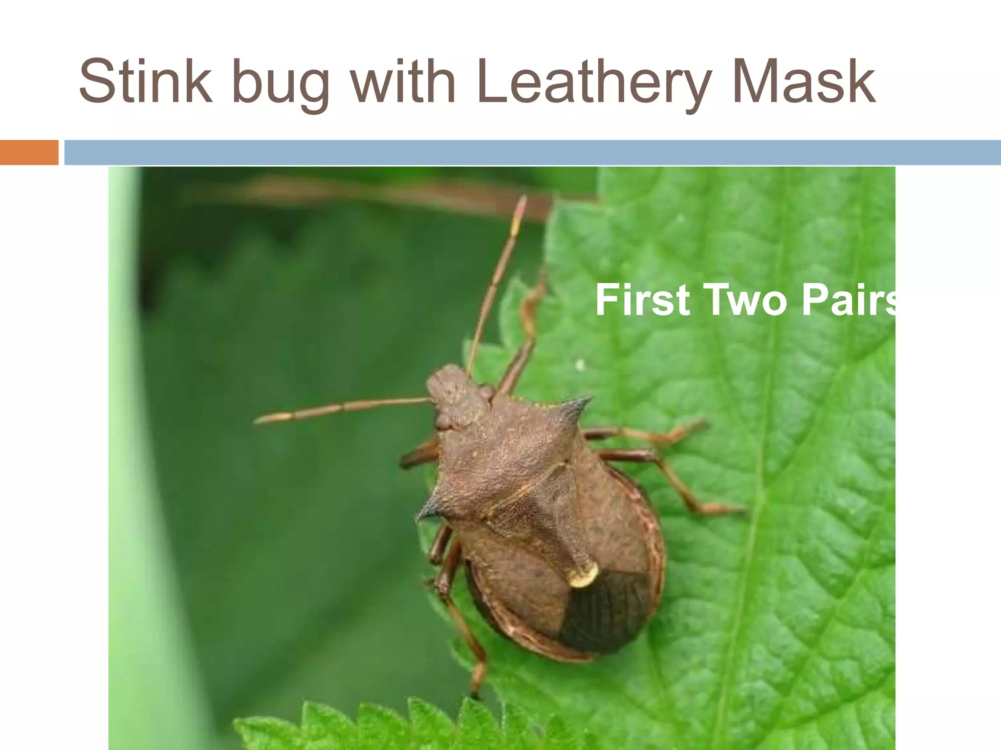 Ambulatory & Cursorial legs modification of Insects by M.Salman | PPTX