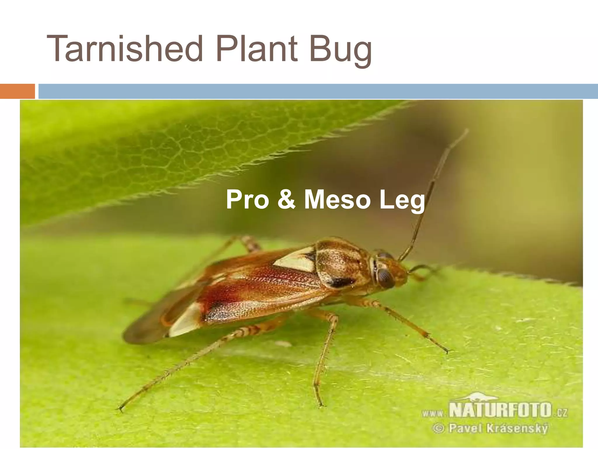 Ambulatory & Cursorial legs modification of Insects by M.Salman | PPTX